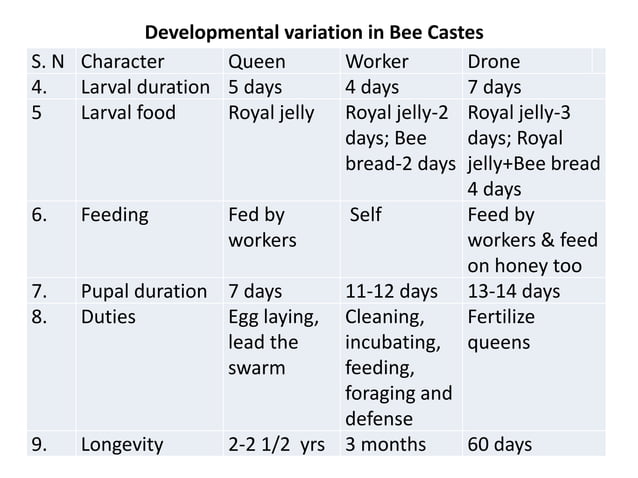 P 01 Bee Morphology. pptx | PPT