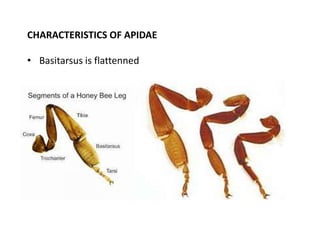 P 01 Bee Morphology. pptx | PPT