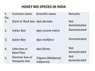 P 01 Bee Morphology. pptx | PPT
