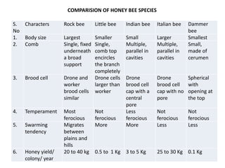 P 01 Bee Morphology. pptx | PPT