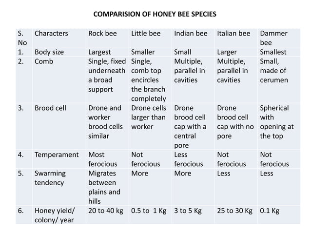 P 01 Bee Morphology. pptx | PPT