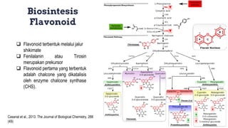 Flavonoid.pdf