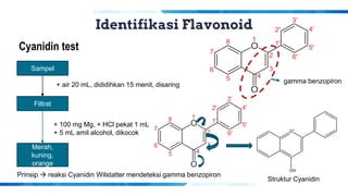 Flavonoid.pdf