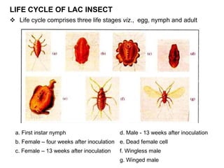 P 06 Lac Insect.ppt.oihgghhgyuyggitrtuiiigg | PPT