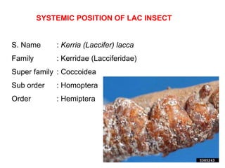 P 06 Lac Insect.ppt.oihgghhgyuyggitrtuiiigg | PPT