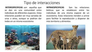 LAS DIVERENTES INTERACCIONES DE LOS ECOSISTEMAS | PPTX