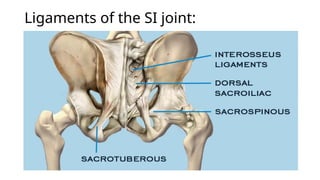 pelvis crescent fractures pelvis crescent fractures | PPT