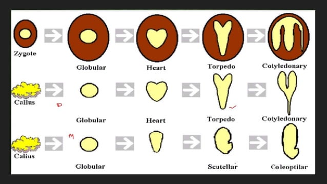 Embryogenesis l Somatic Embryogenesis l Plant Tissue Culture l # ...