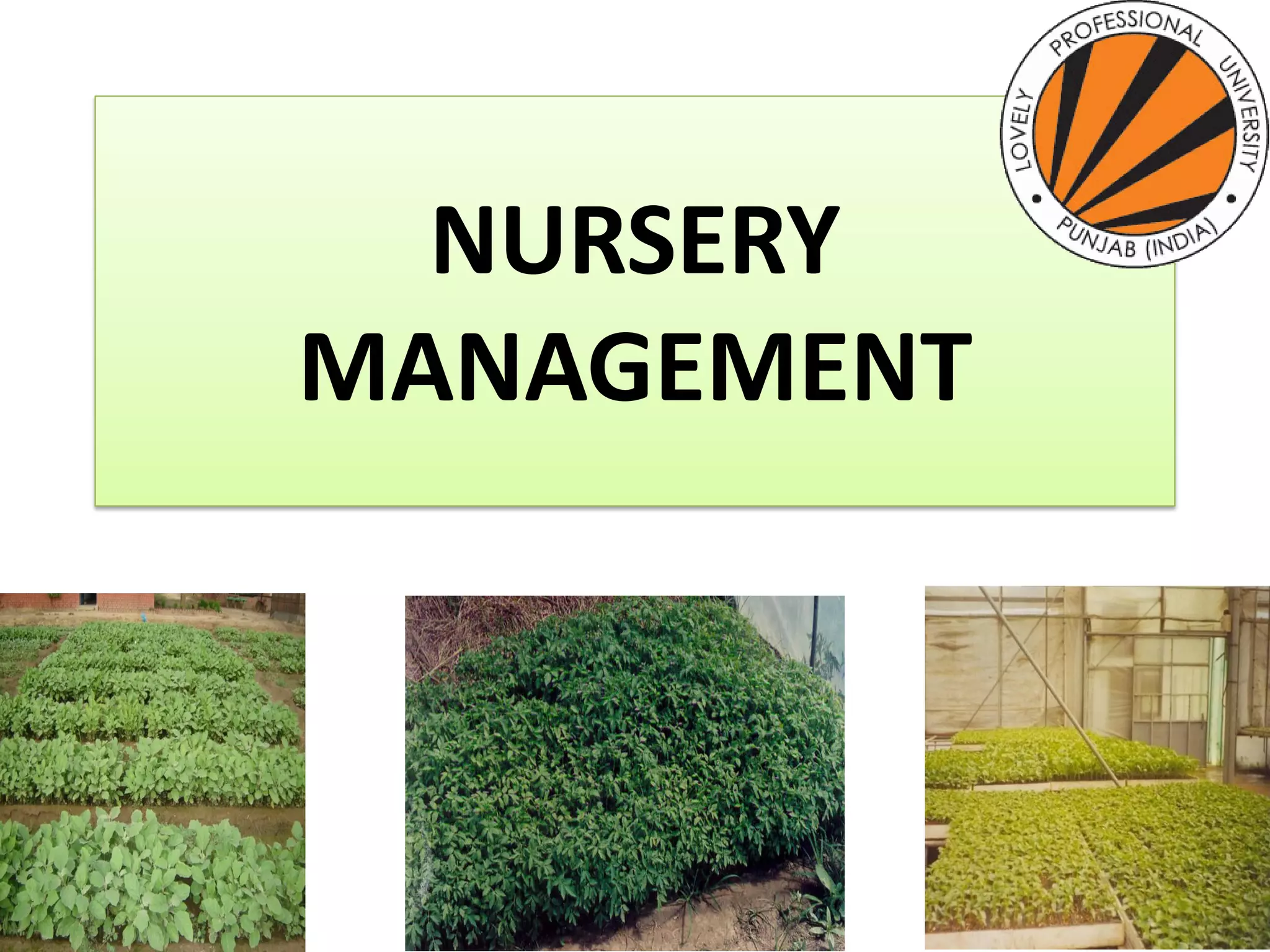 P1 nursery raising in vegetables | PDF