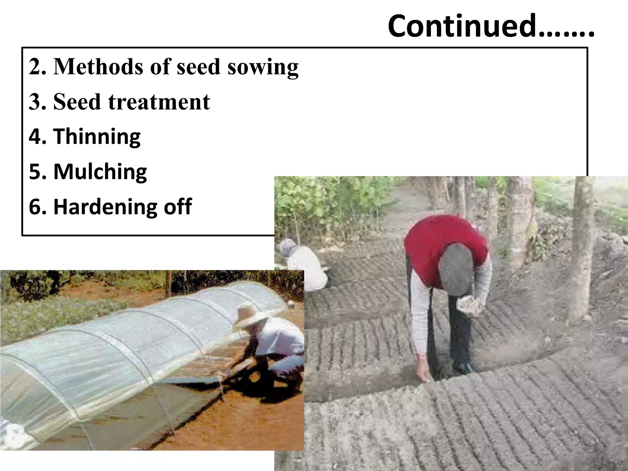 P1 nursery raising in vegetables | PDF