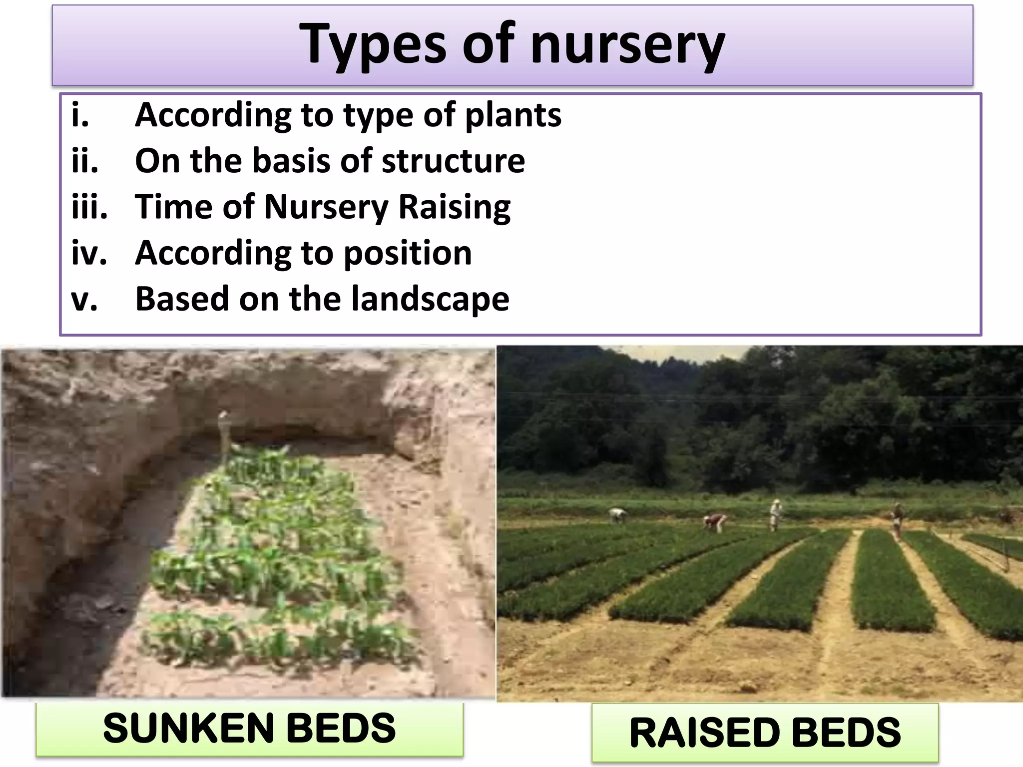P1 nursery raising in vegetables | PDF