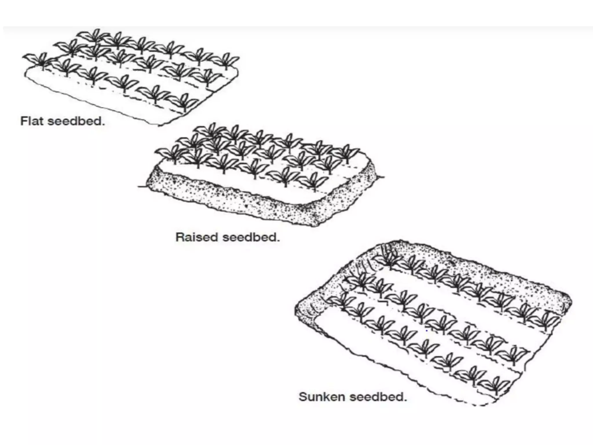 P1 nursery raising in vegetables | PDF
