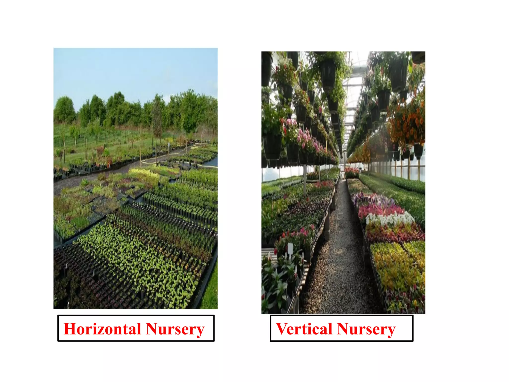 P1 nursery raising in vegetables | PDF