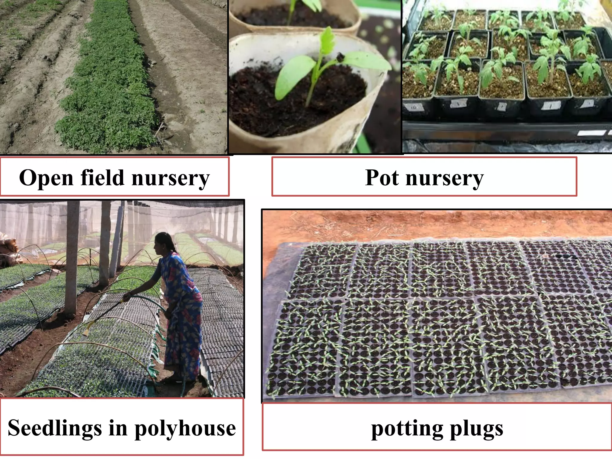 P1 nursery raising in vegetables | PDF