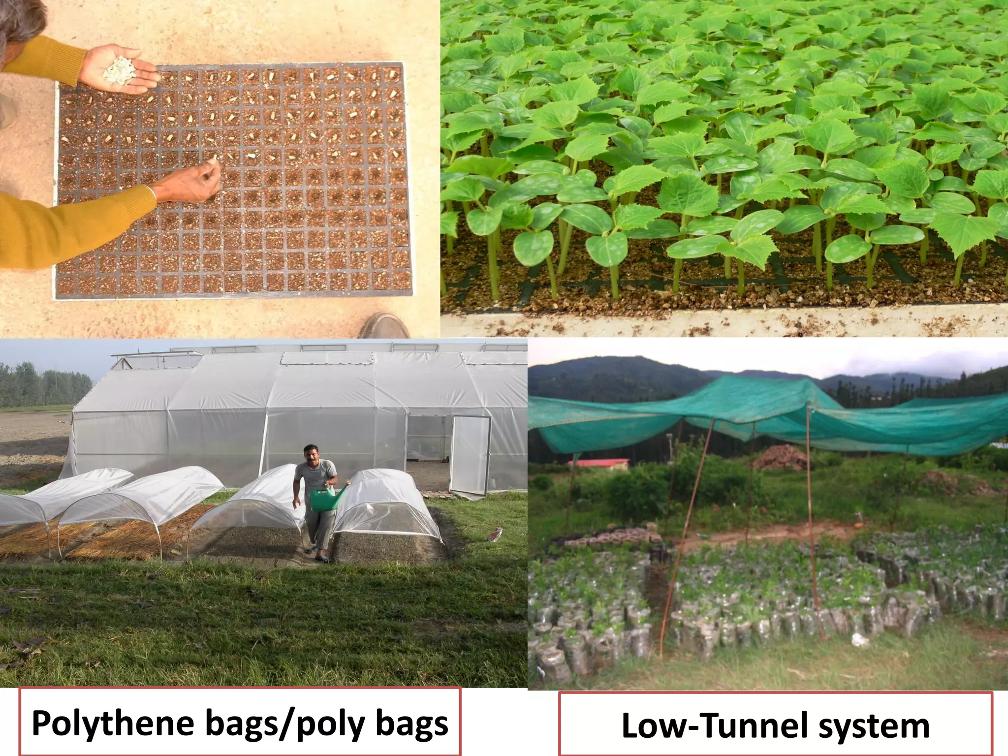 P1 nursery raising in vegetables | PDF