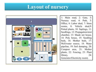 P1 nursery raising in vegetables | PDF
