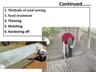 P1 nursery raising in vegetables | PDF