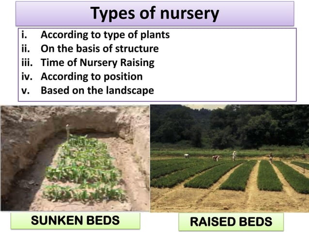 P1 nursery raising in vegetables | PDF