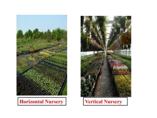 P1 nursery raising in vegetables | PDF