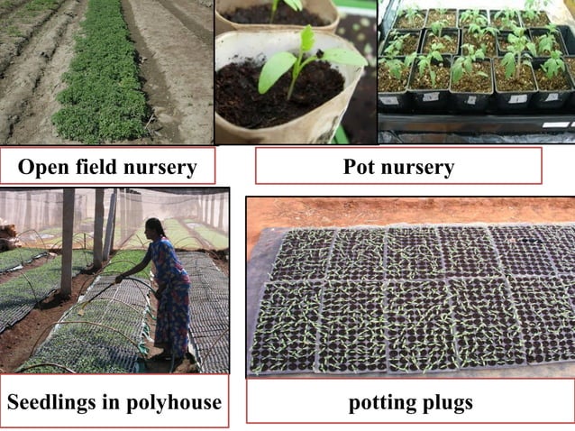 P1 nursery raising in vegetables | PDF