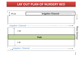 P1 nursery raising in vegetables | PDF
