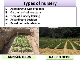 P1 nursery raising in vegetables | PPT