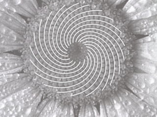 Understanding the Fibonacci Series - Visual Literacy & Graphic Design | PDF