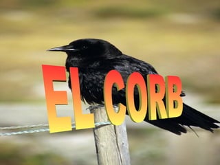 EL CORB | PPT