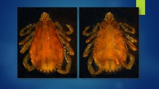 Piroplasmidos (Babesia sp) | PDF