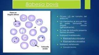 Piroplasmidos (Babesia sp) | PDF