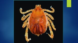 Piroplasmidos (Babesia sp) | PDF