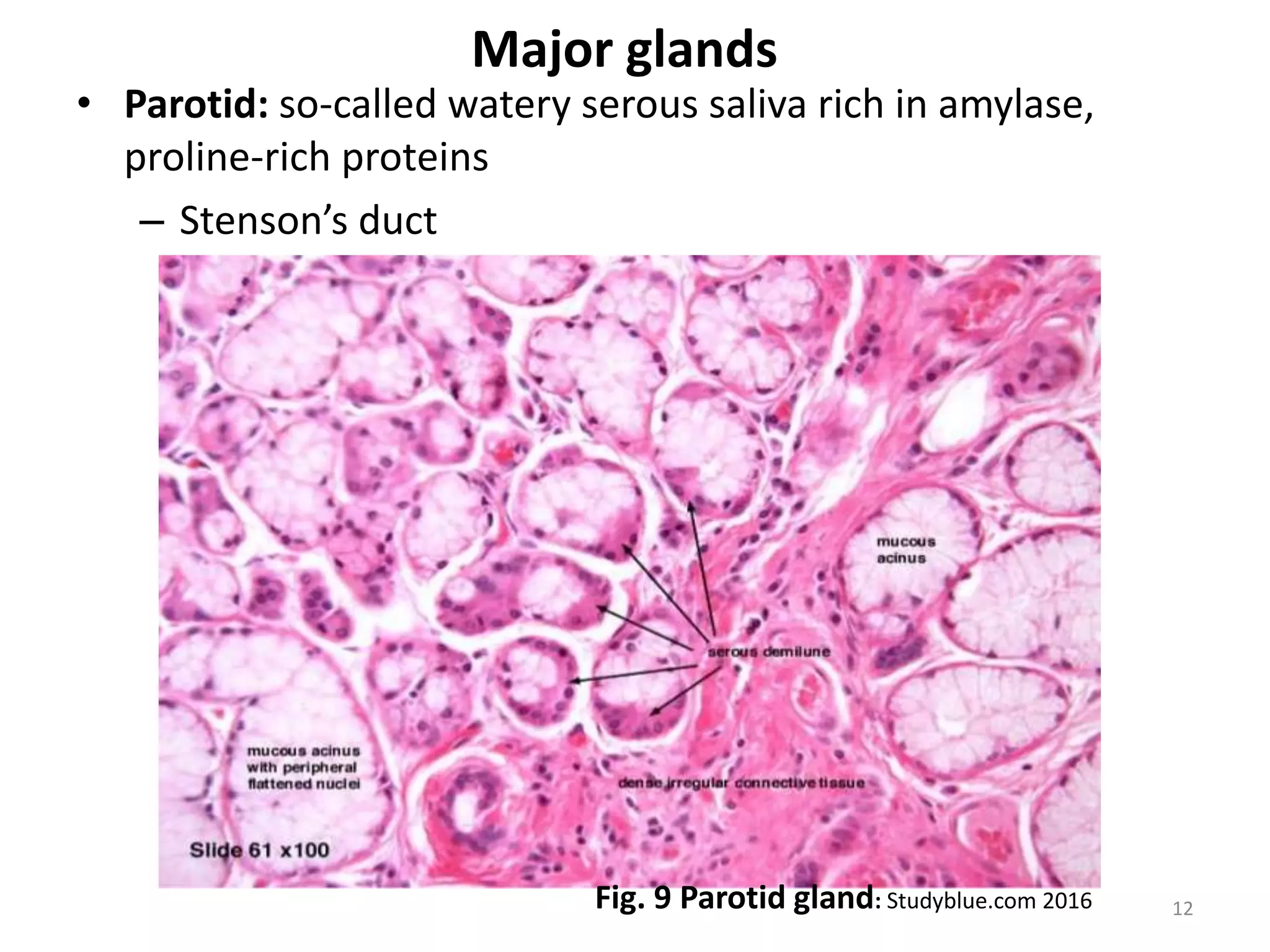histology of the tongue and salivary gland | PPTX