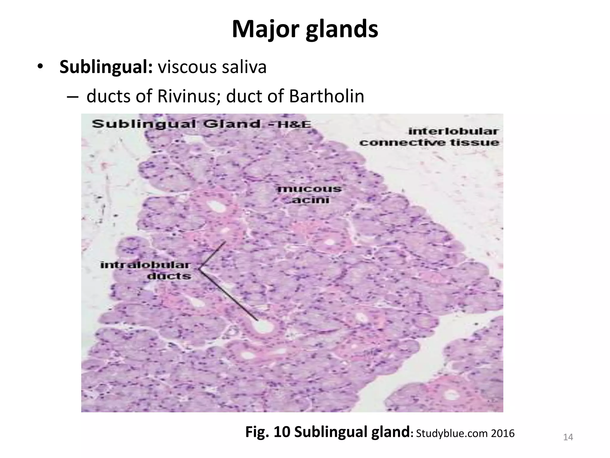 histology of the tongue and salivary gland | PPTX