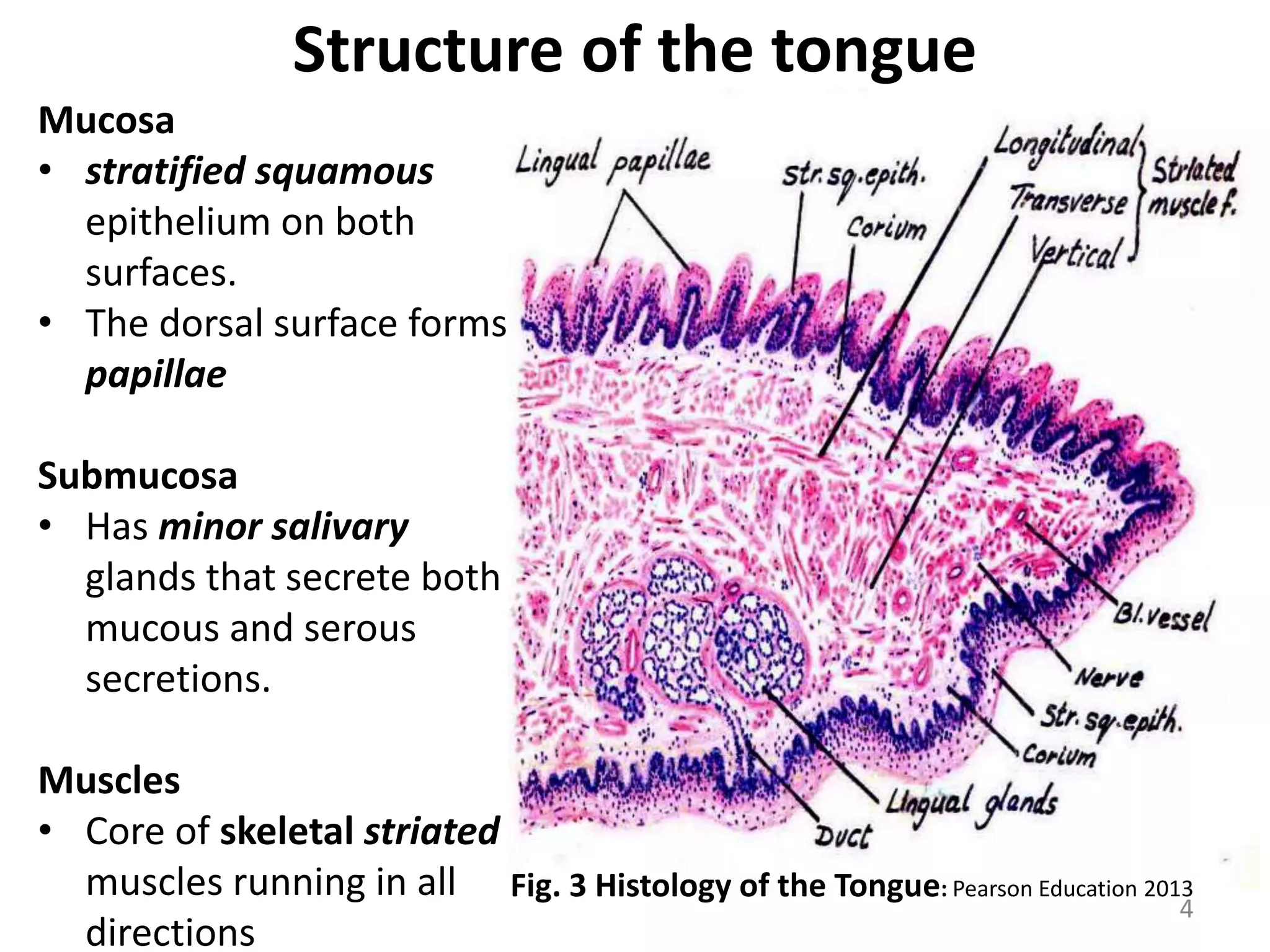 Tongue Slide Histology