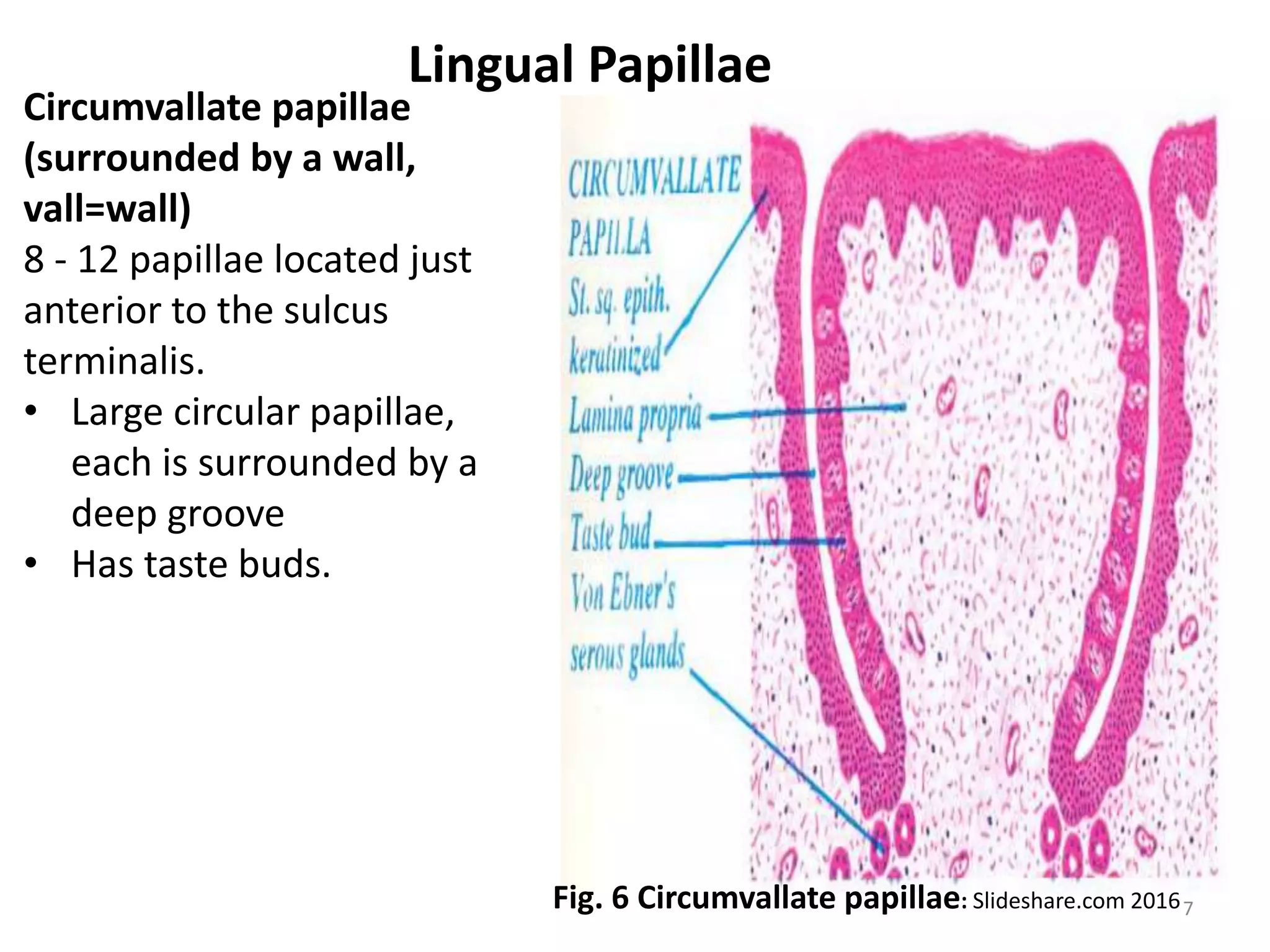 histology of the tongue and salivary gland | PPTX