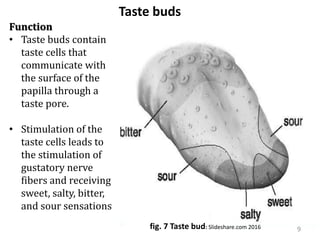 histology of the tongue and salivary gland | PPTX