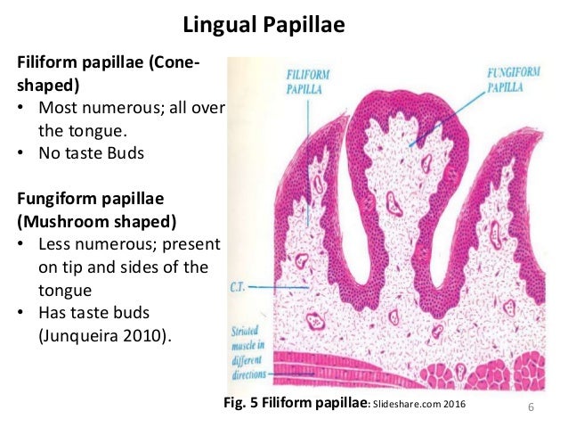 histology of the tongue and salivary gland