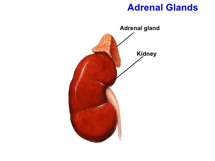 Chapter 39 Lecture- Endocrine & Reproductive Systems Chapter 39 Lecture- Endocrine & Reproductive Systems