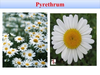 NATURAL PESTICIDES | PDF