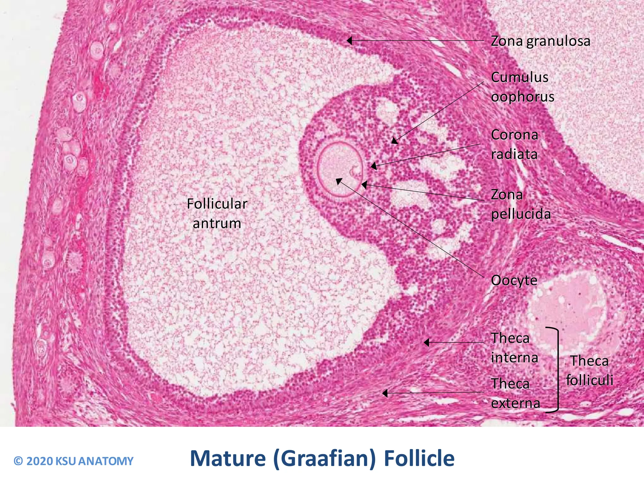P1) Female Reproductive Histology.pdf 2024 | PDF
