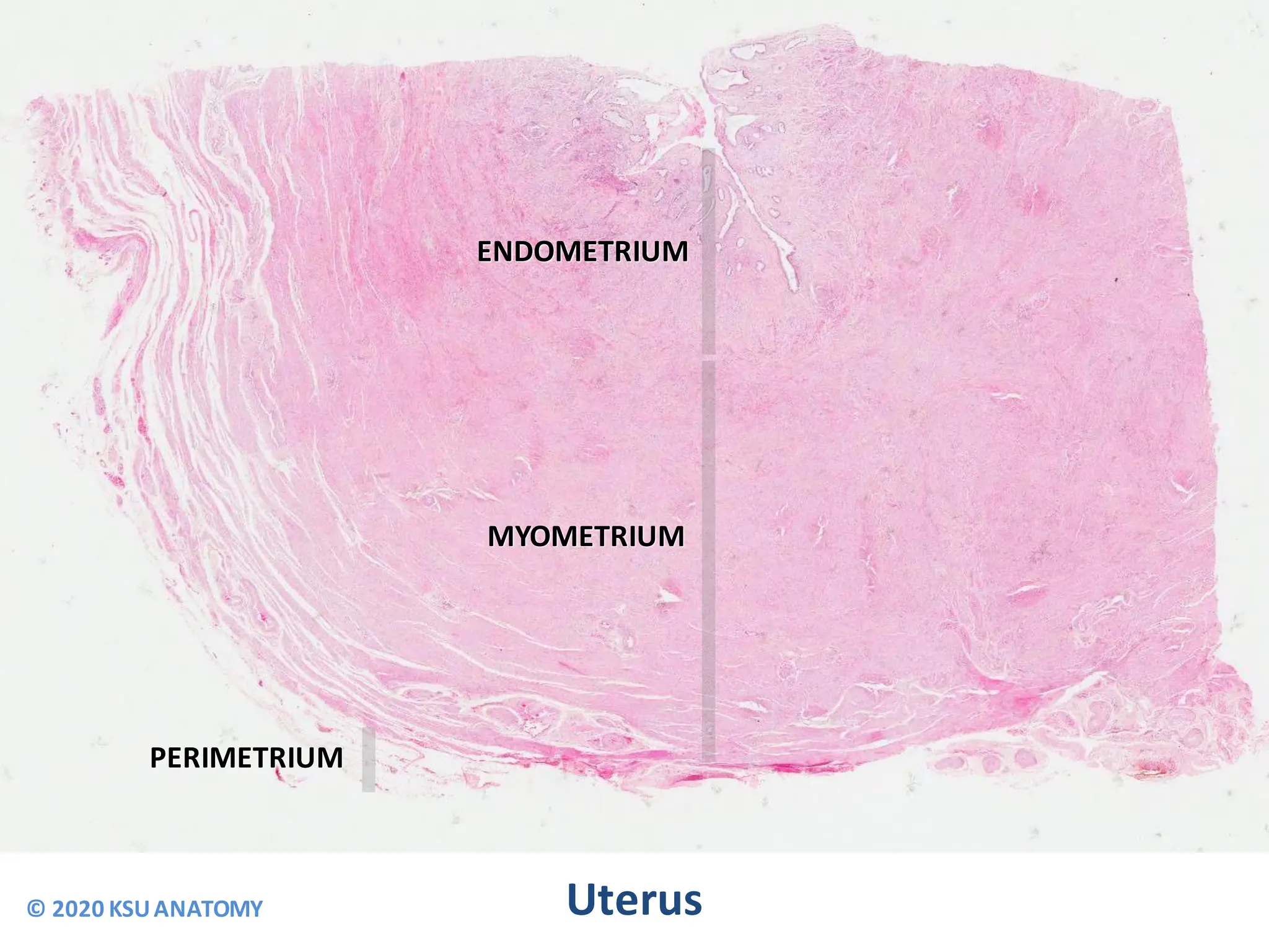 P1) Female Reproductive Histology.pdf 2024 | PDF
