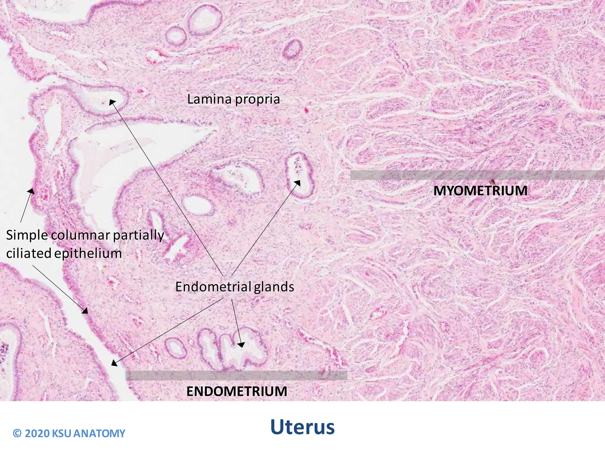 P1) Female Reproductive Histology.pdf 2024 | PDF
