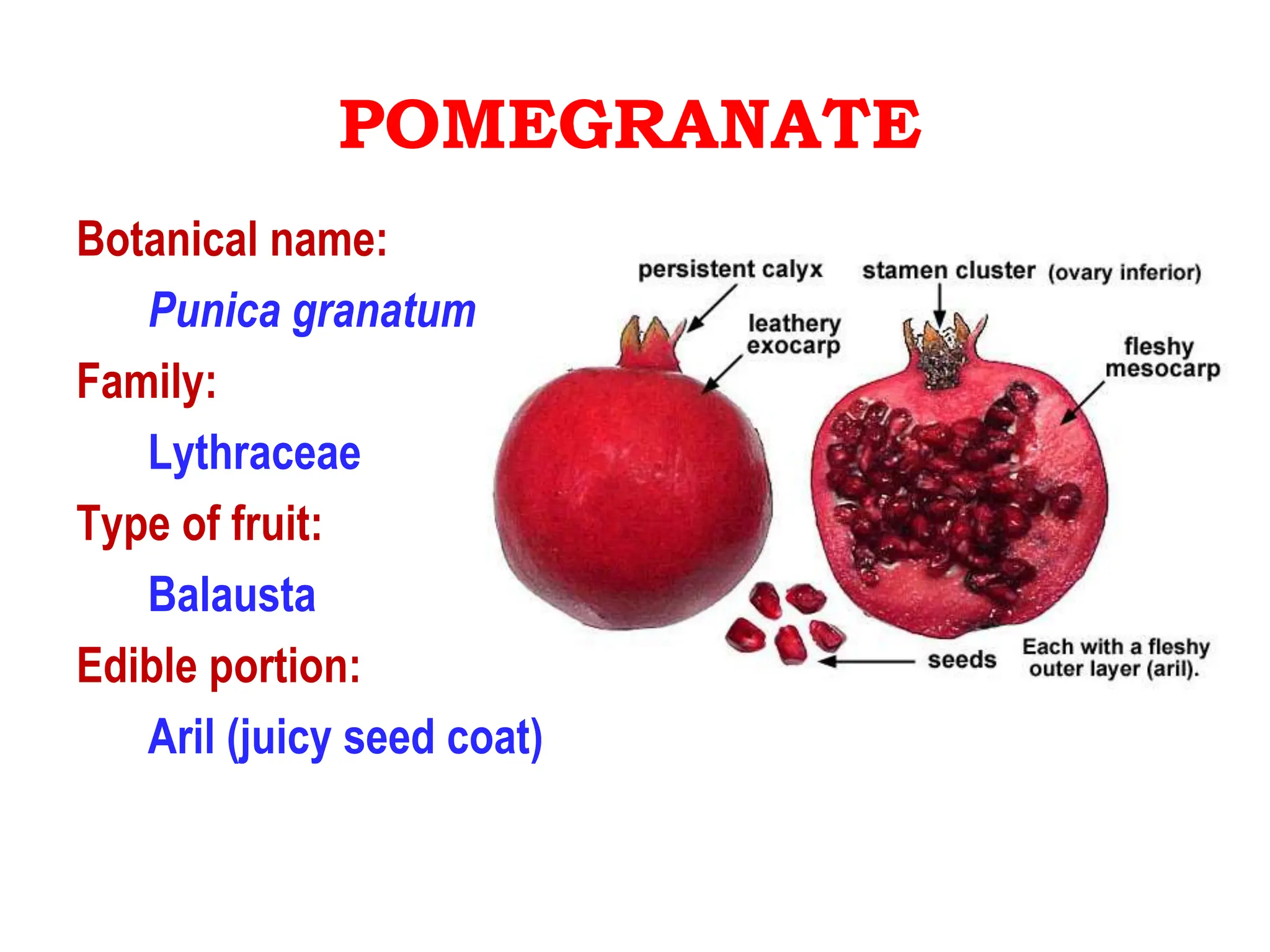 P1 Fruits diagrams 2023.ppt