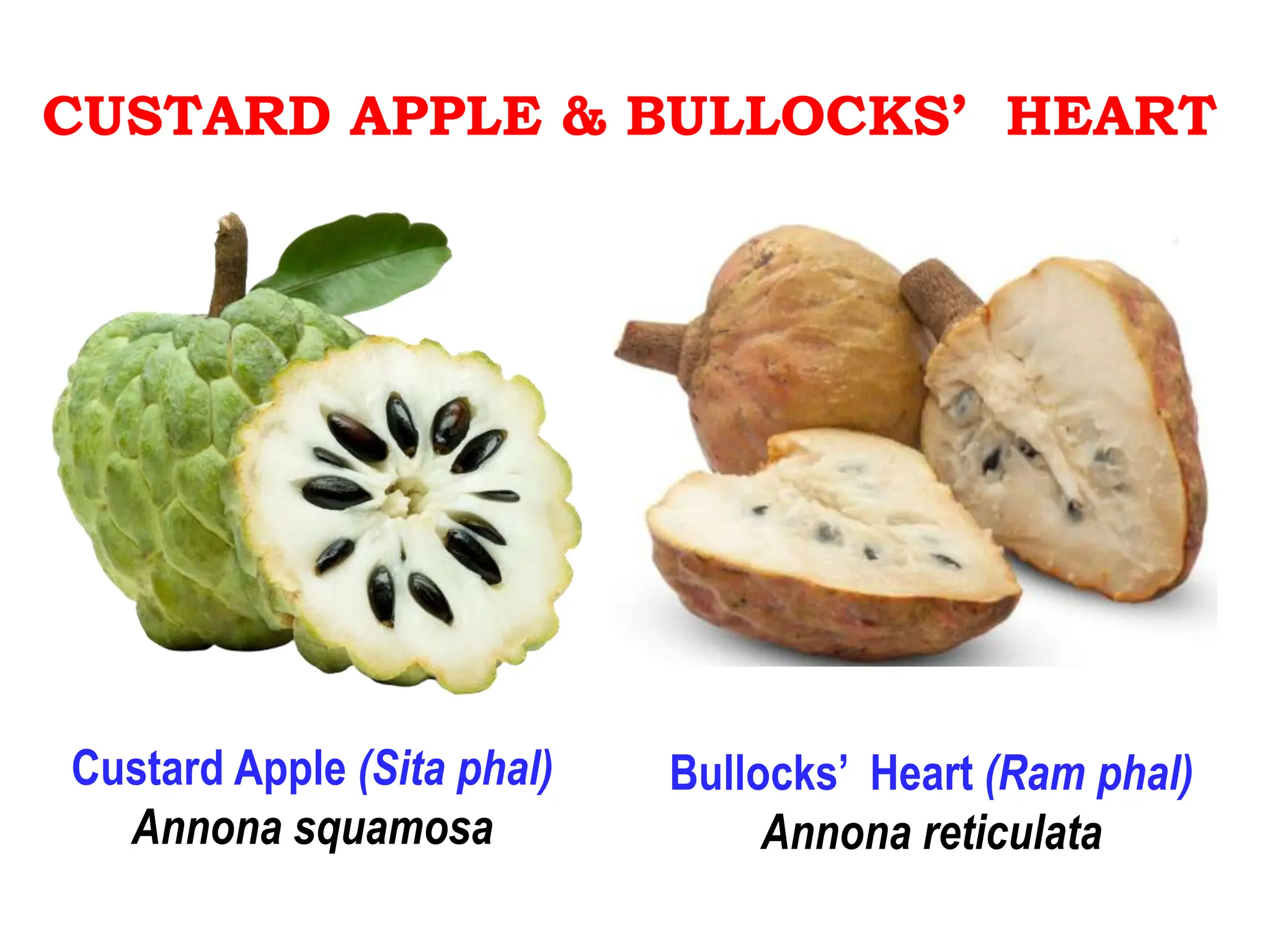 P1 Fruits diagrams 2023.ppt