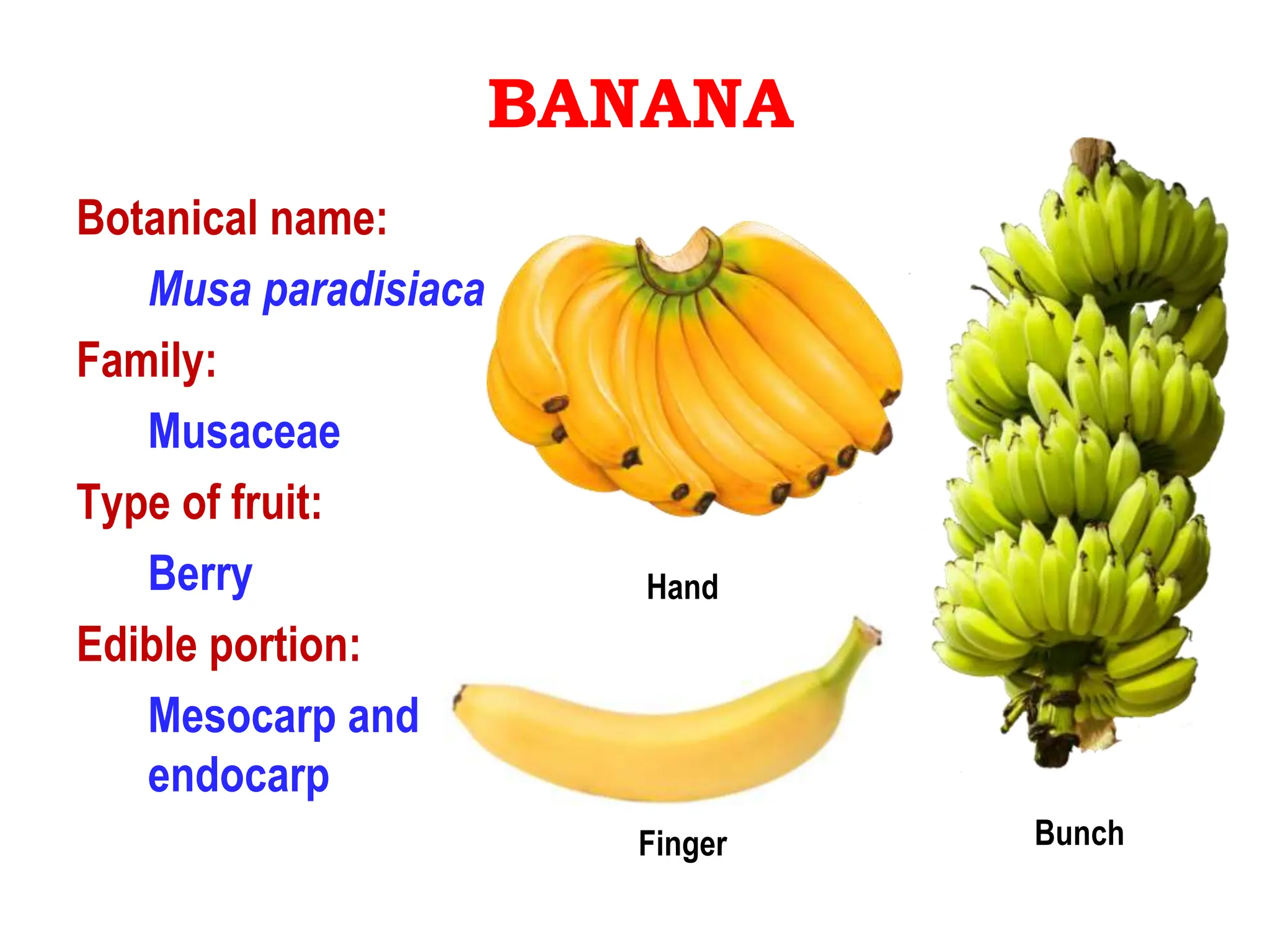 P1 Fruits diagrams 2023.ppt