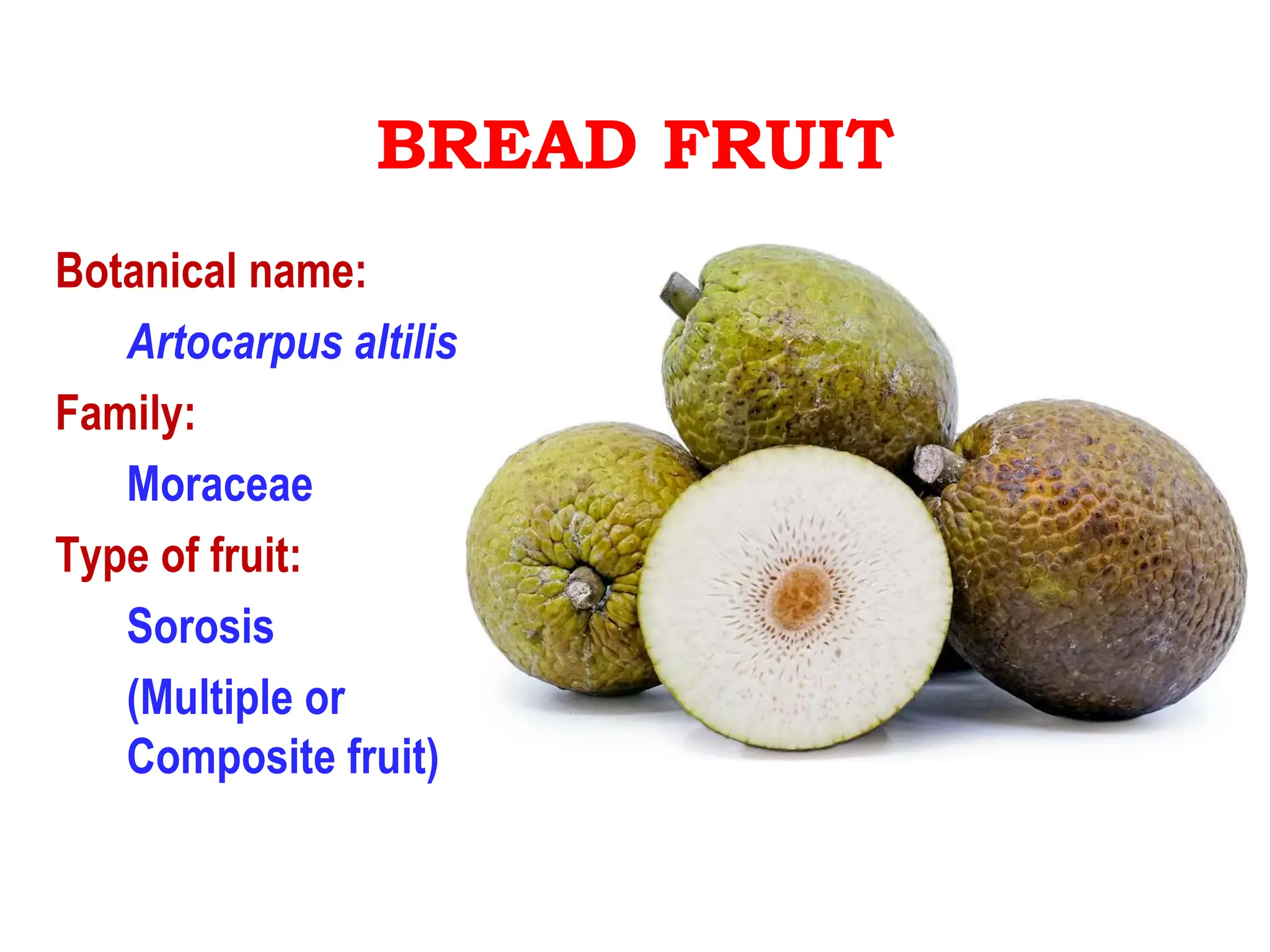 P1 Fruits diagrams 2023.ppt