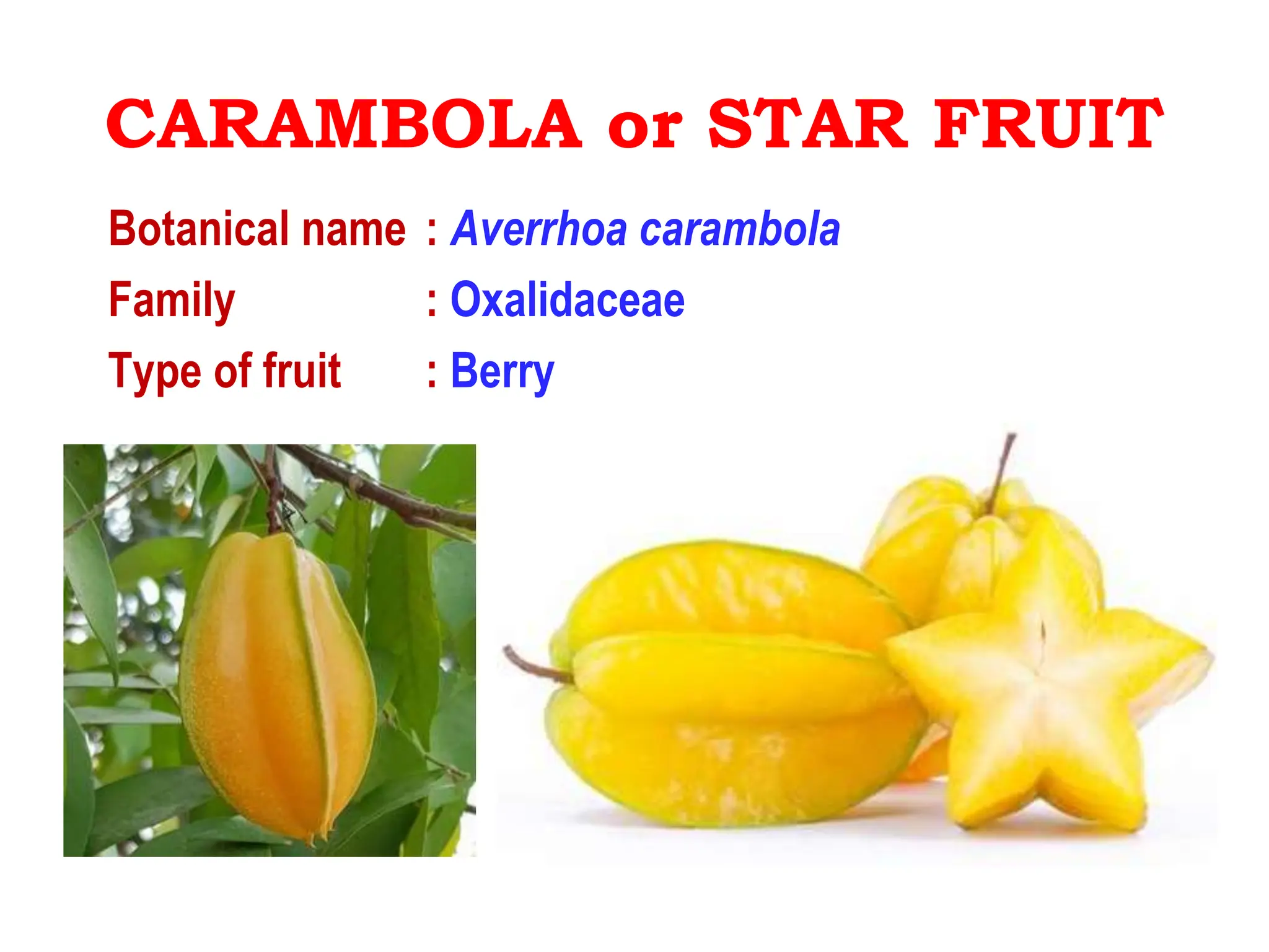 P1 Fruits diagrams 2023.ppt