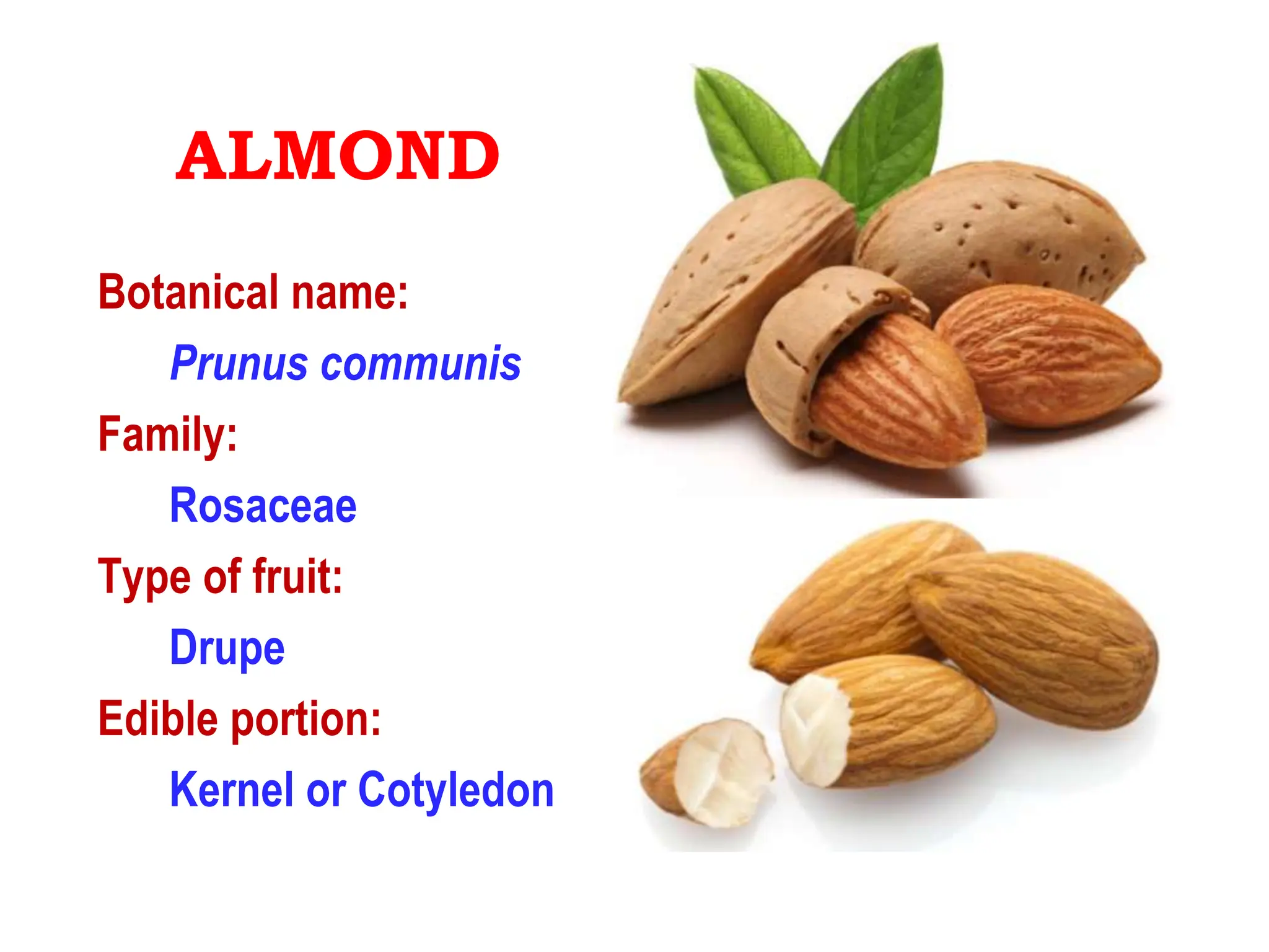 P1 Fruits diagrams 2023.ppt