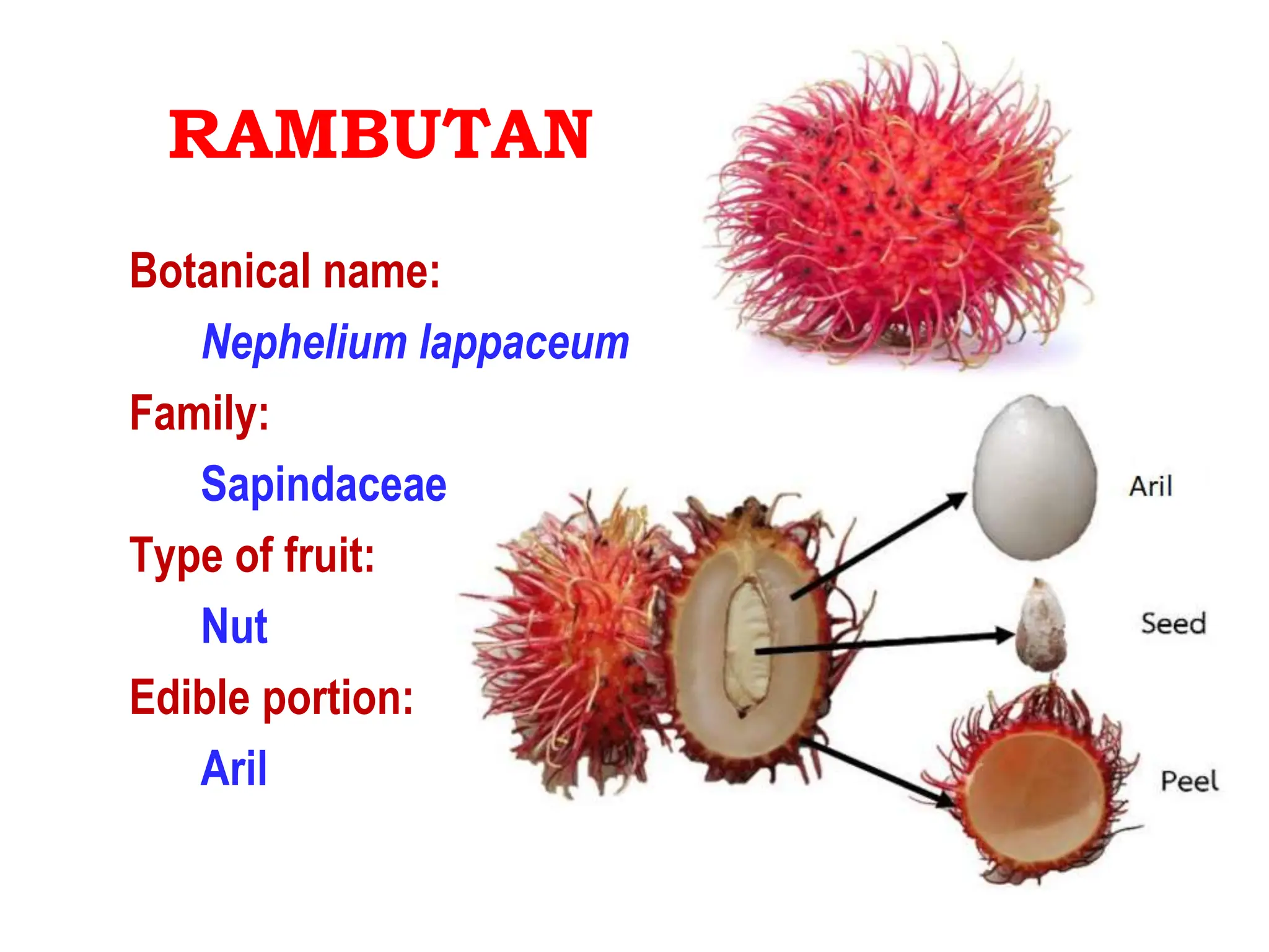P1 Fruits diagrams 2023.ppt