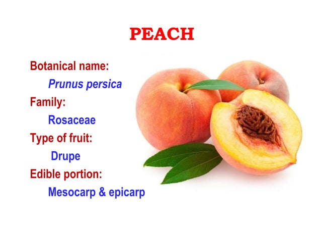 P1 Fruits diagrams 2023.ppt